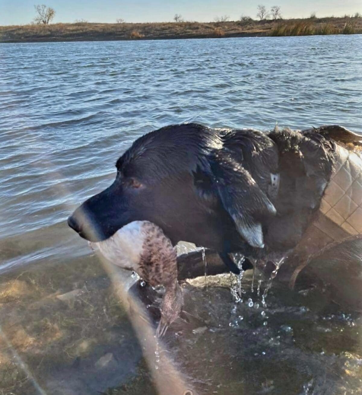 State Line Guide Service Coastal Duck Hunting | Intercoastal Safaris