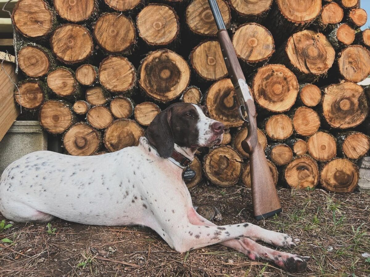Dales Bobwhite Quail Hunting in Alabama | Intercoastal Safaris