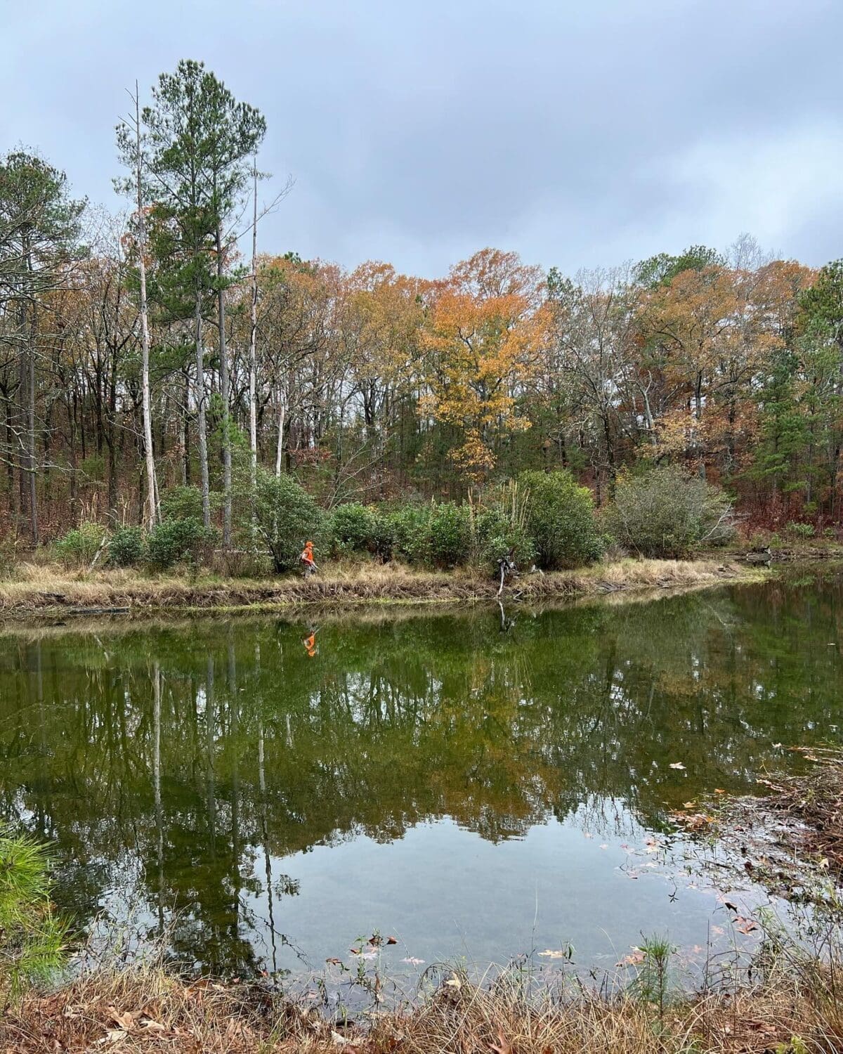 Dales Bobwhite Quail Hunting in Alabama | Intercoastal Safaris